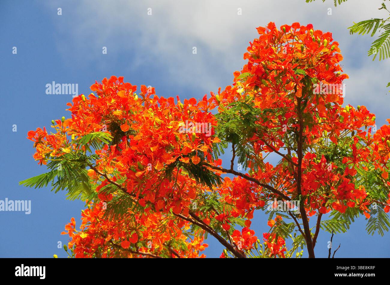 Phoenix flowers are in full bloom in Sanya City, southernmost China's ...