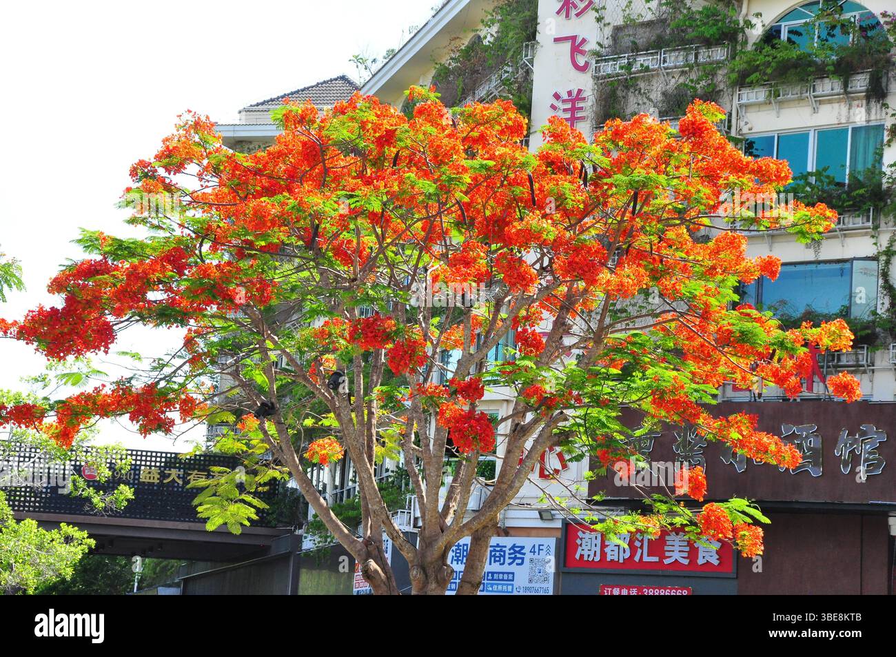 Phoenix flowers are in full bloom in Sanya City, southernmost China's ...