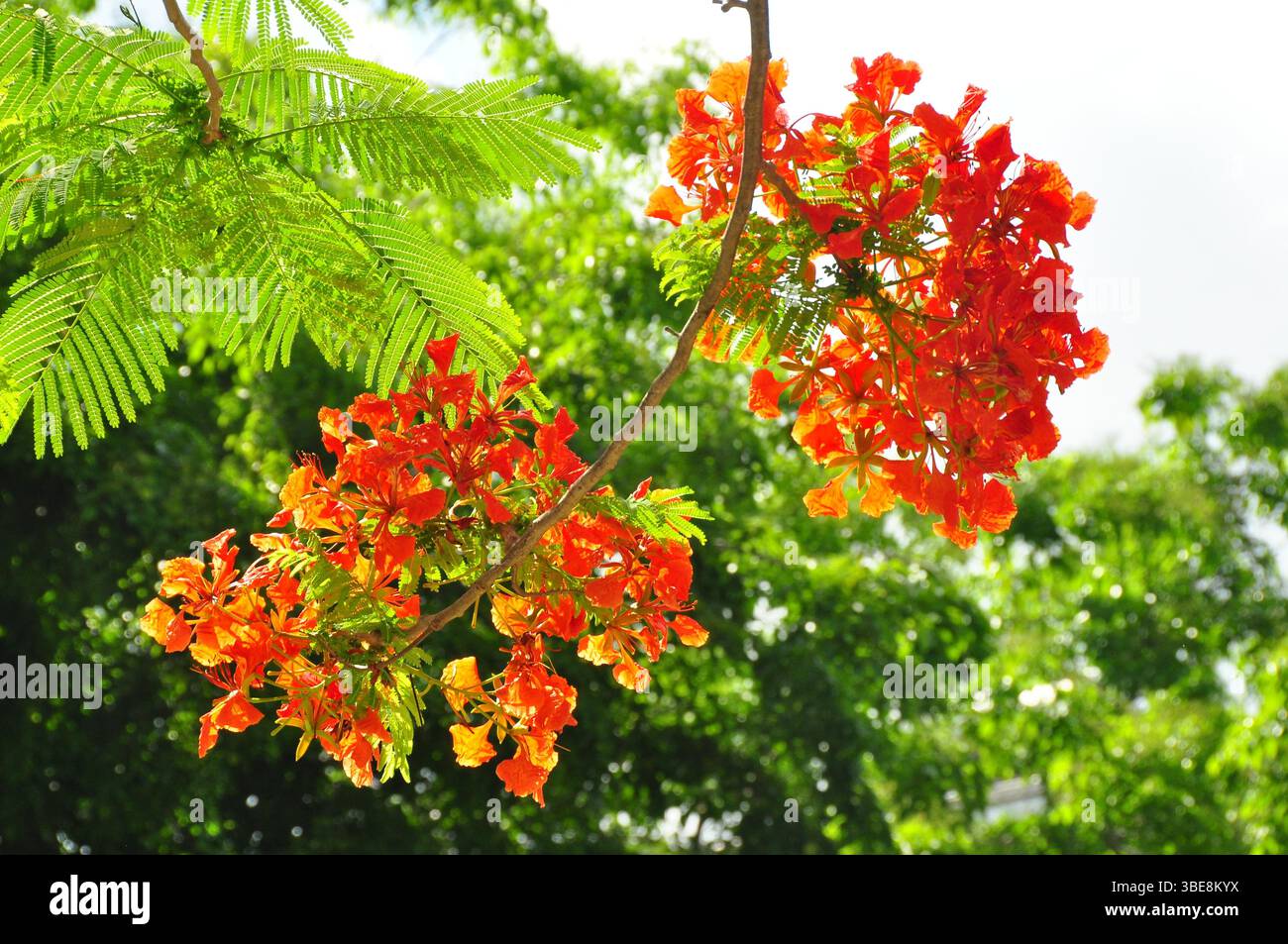 Phoenix flowers are in full bloom in Sanya City, southernmost China's ...