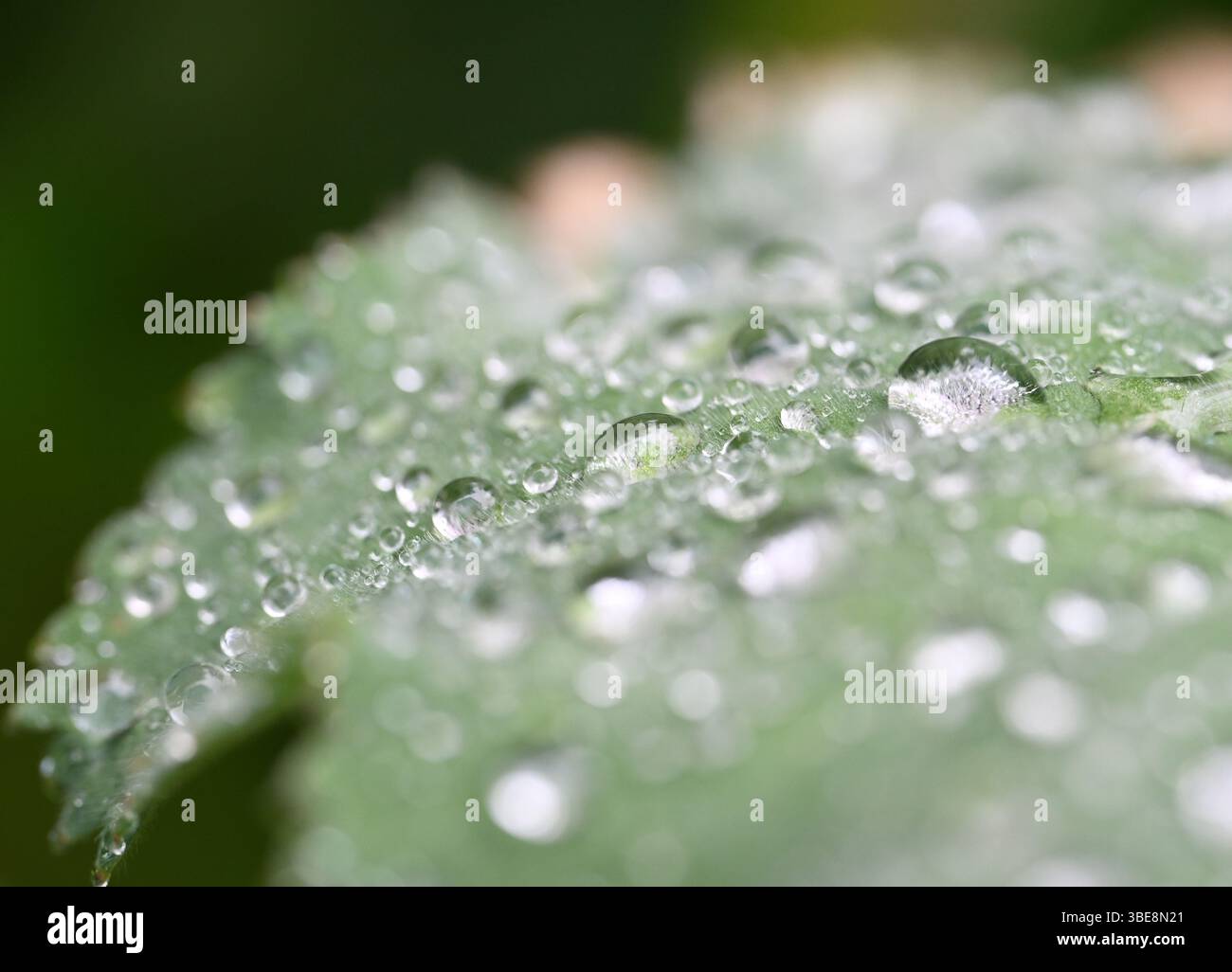 Stuttgart, Germany. 28th May, 2025. Raindrops on a leaf. The German ...