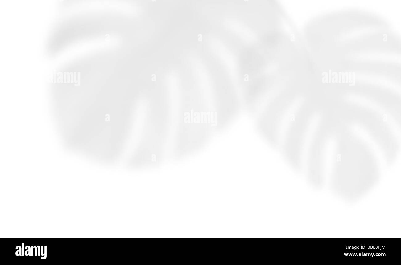 The transparent shadow overlay effect monstera leaves isolated on ...