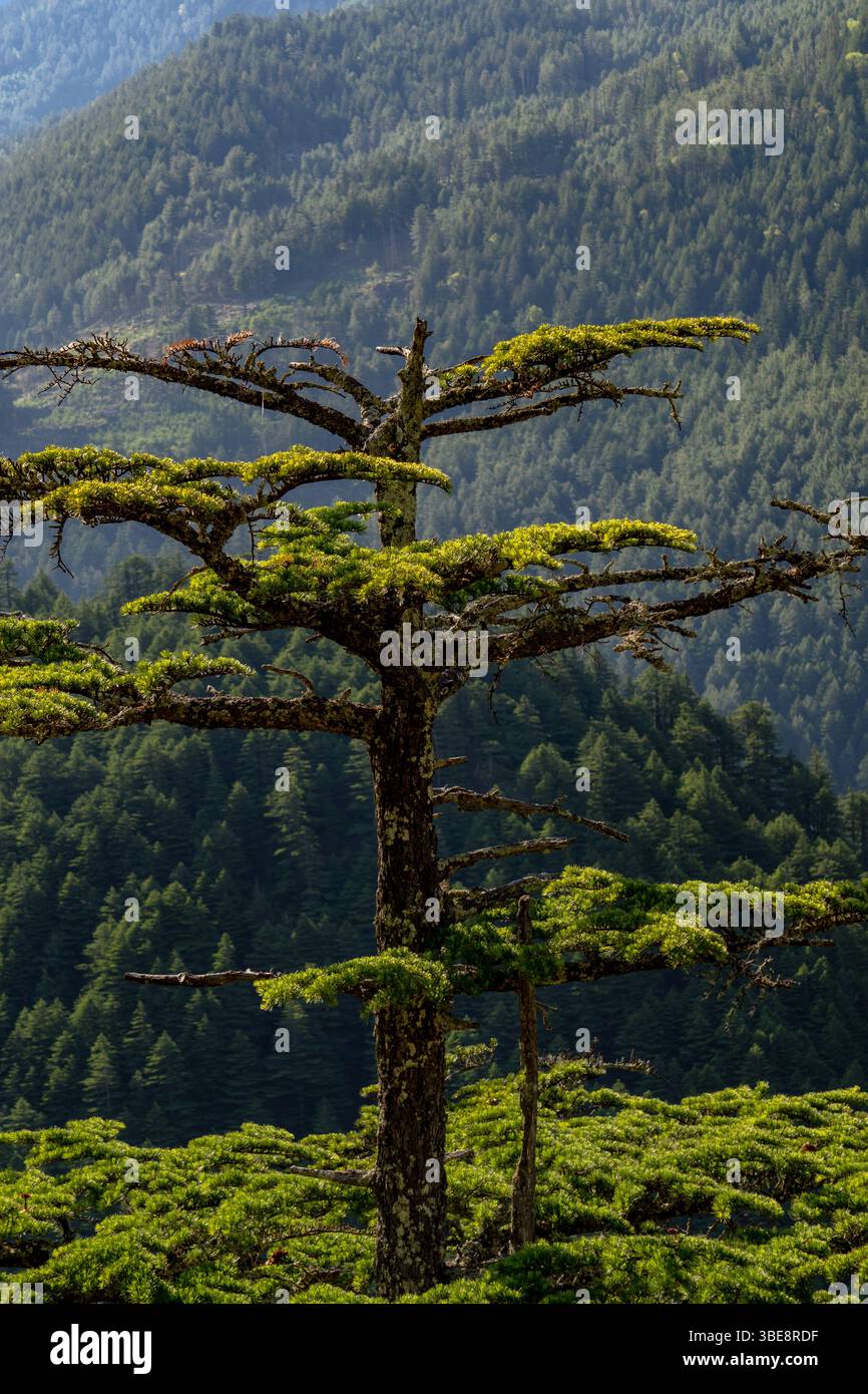 A majestic deodar tree (Cedrus deodara) standing alone on a hilltop in ...