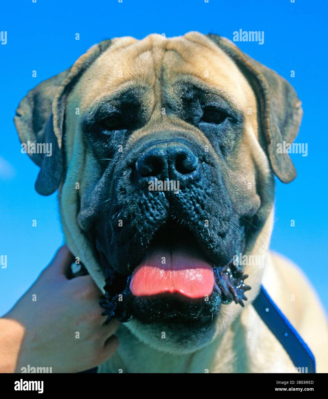Mastiff, ein angriffslustiger Wachhund, der in erregtem Zustand ...