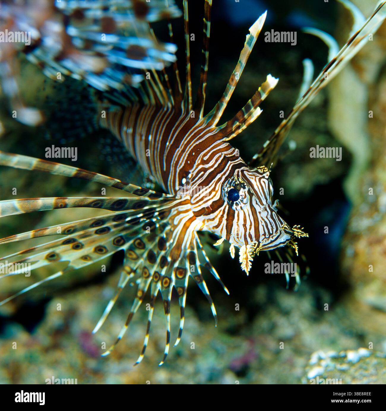 Rotfeuerfisch, Pterois volitans, ein giftiger Riffbewohner der ...