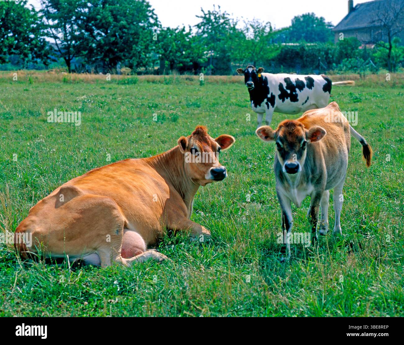 Zwei Jerseyrinder, Kuh mit Kalb, und eine Schwarzbunte auf der Weide ...