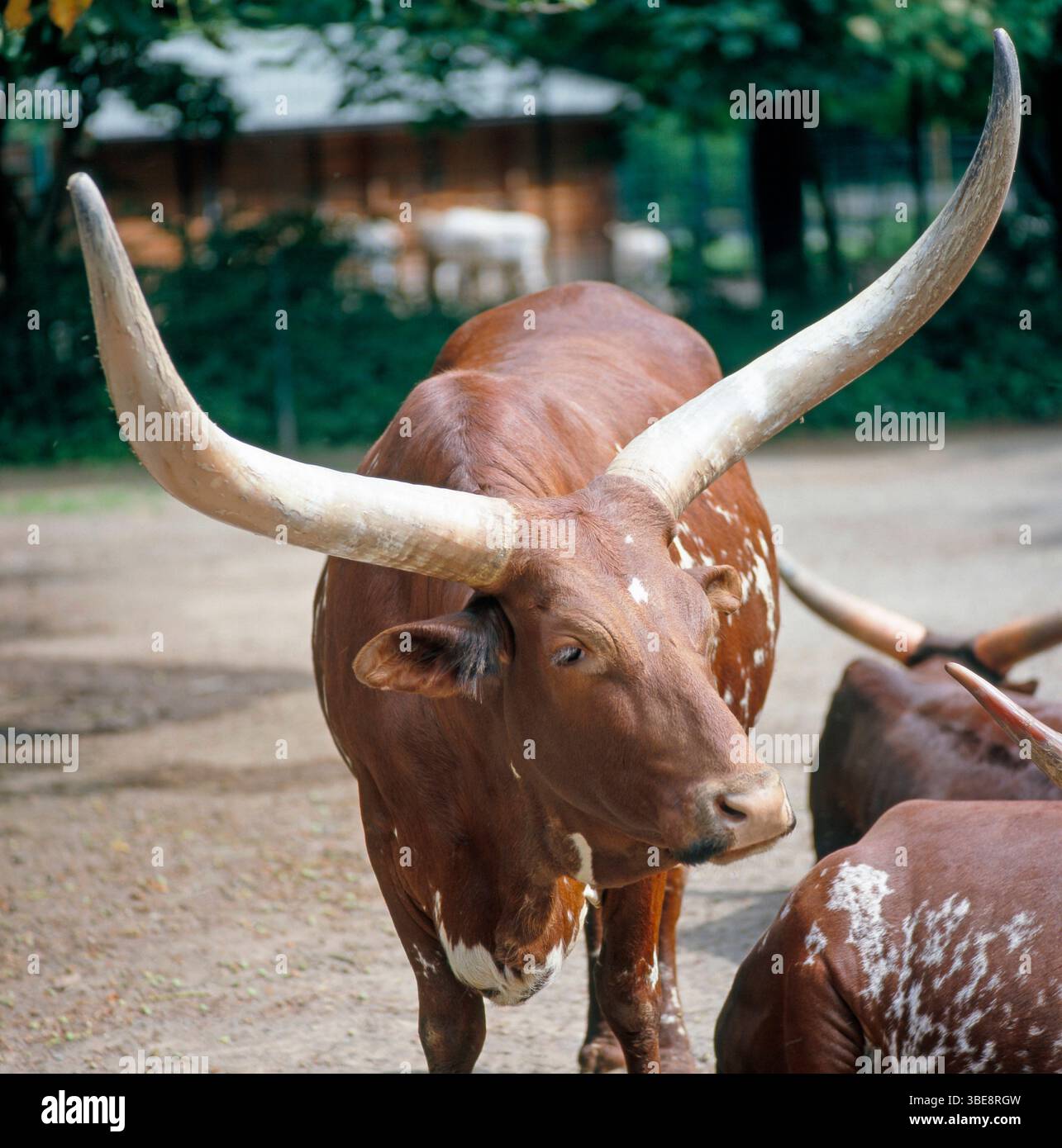 Imposanter Watussirind-Bulle mit ausladenden Hoernern, eine in Ost- und ...