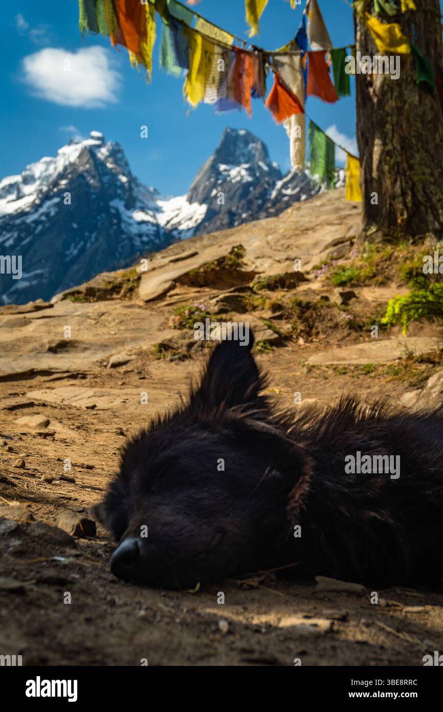 Snow laden Majestic Horn of Harsil, Stunning twin peaks in Harsil ...