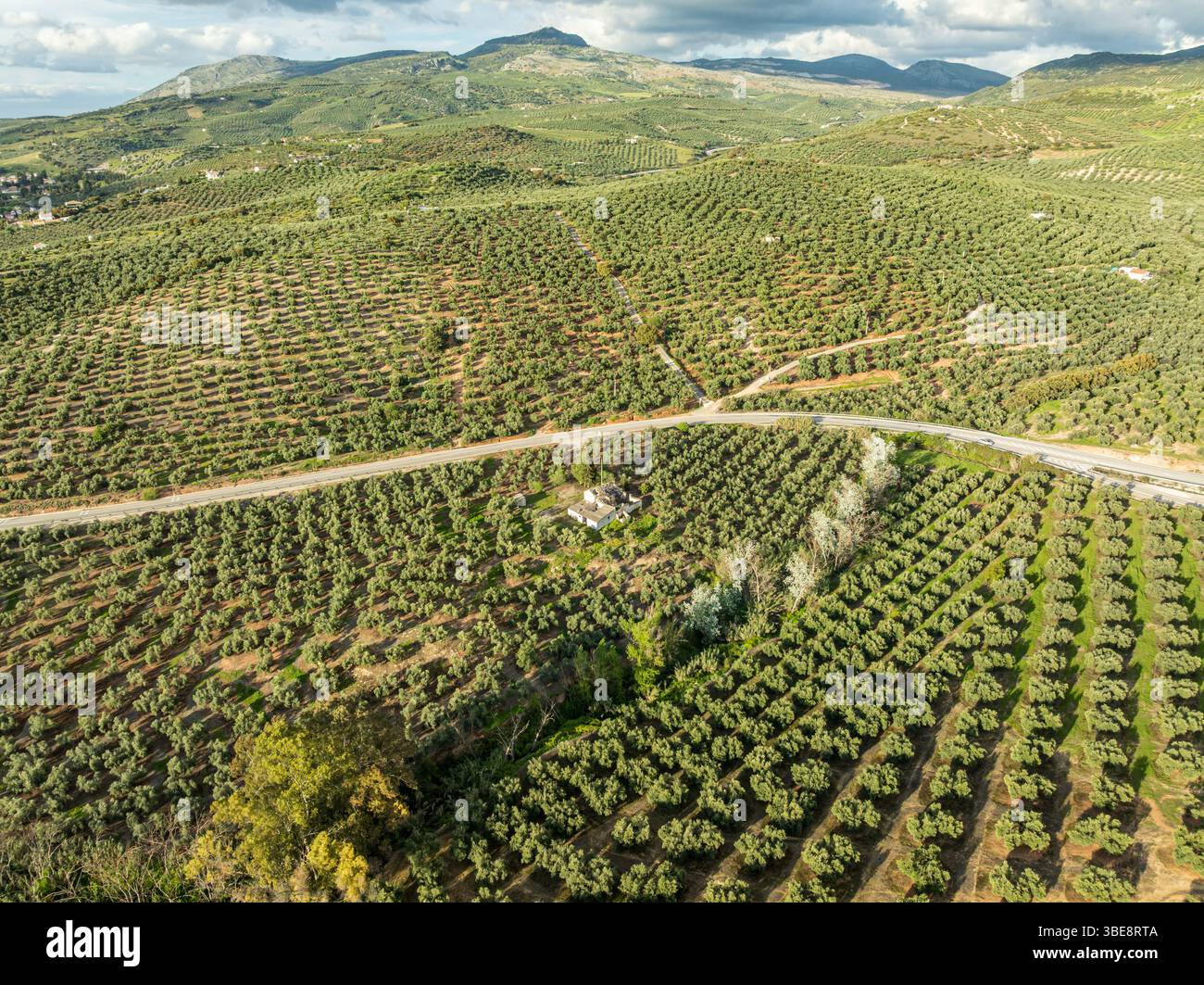Fields of olive trees, trees planted in rows, aerial view, near village ...