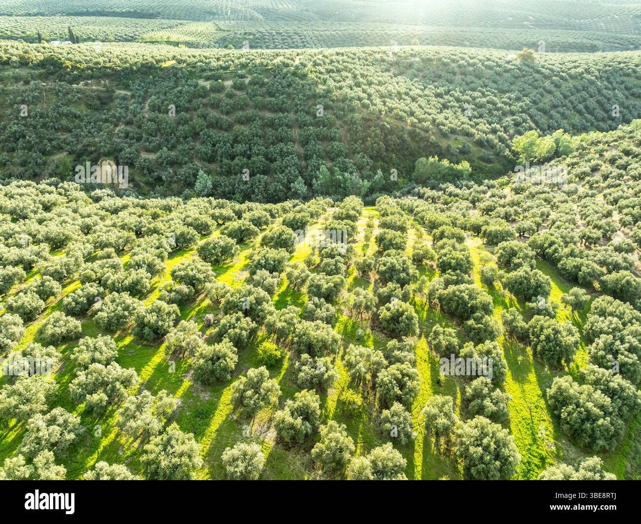 Fields of olive trees, trees planted in rows, aerial view, near village ...