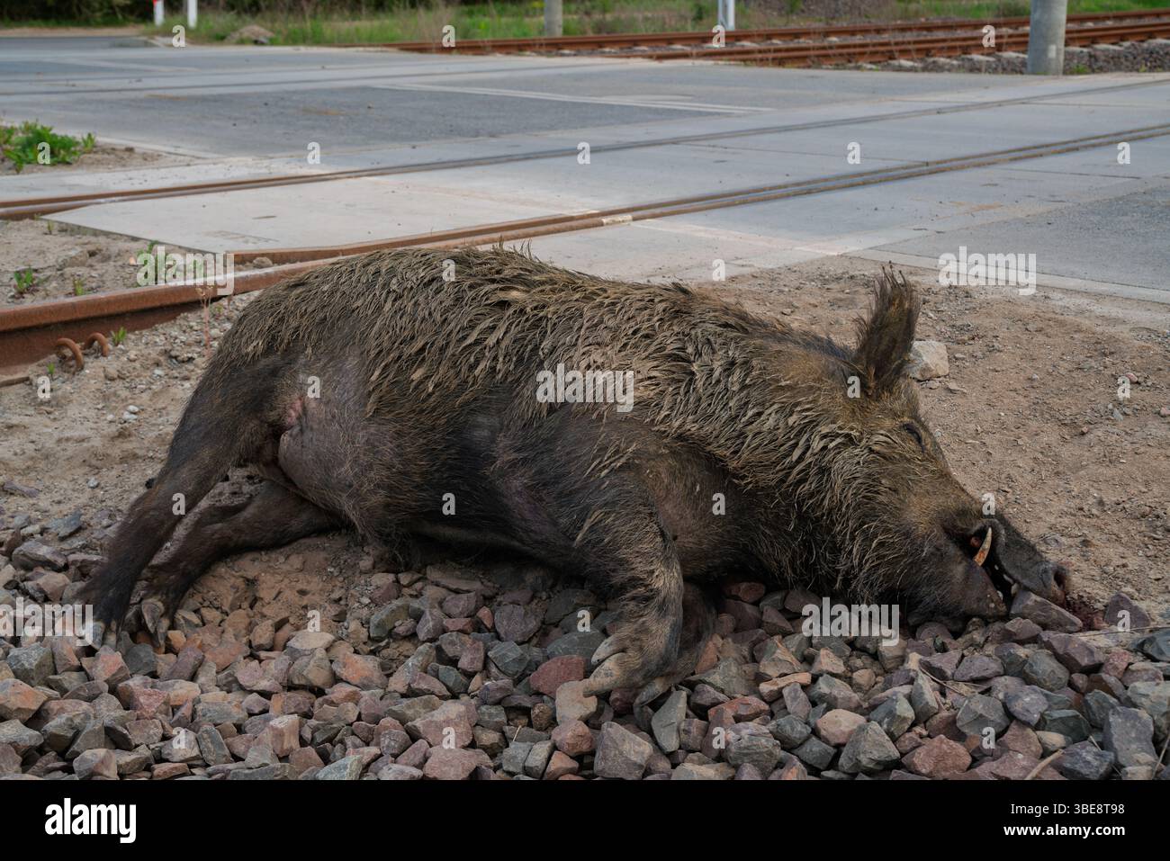 Hit by train hi-res stock photography and images - Alamy