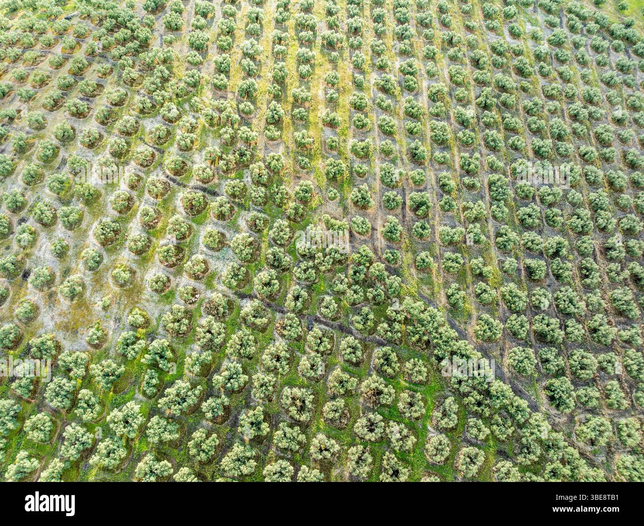 Fields of olive trees, trees planted in rows, aerial view, near village ...