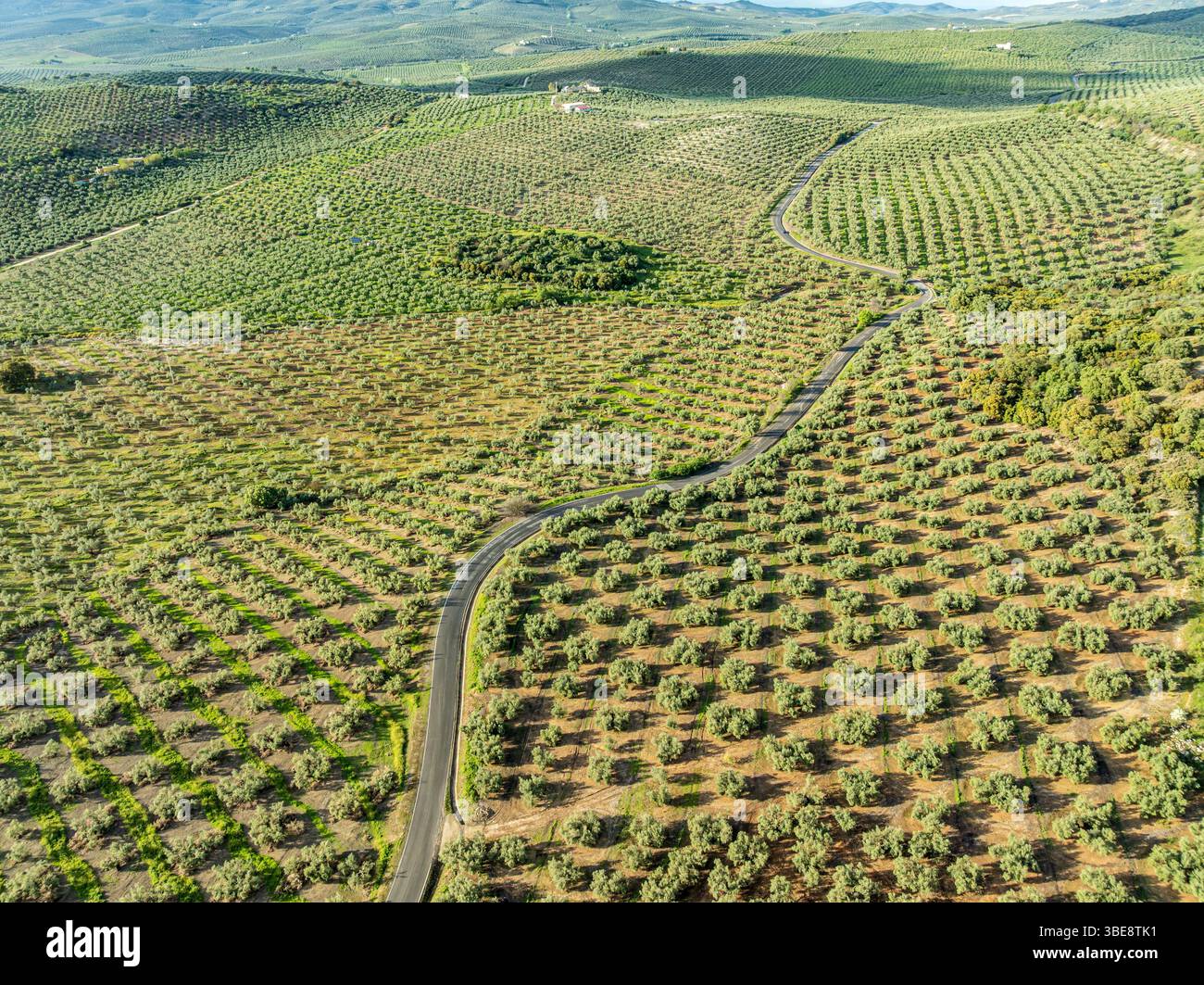 Fields of olive trees, trees planted in rows, aerial view, near village ...