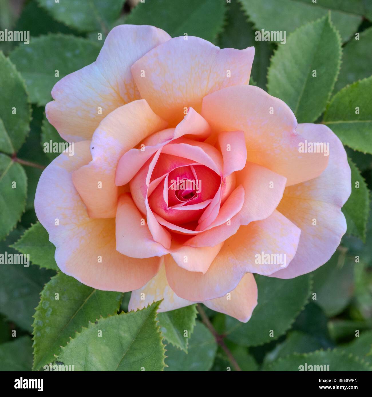 Rose in parc de hi-res stock photography and images - Alamy