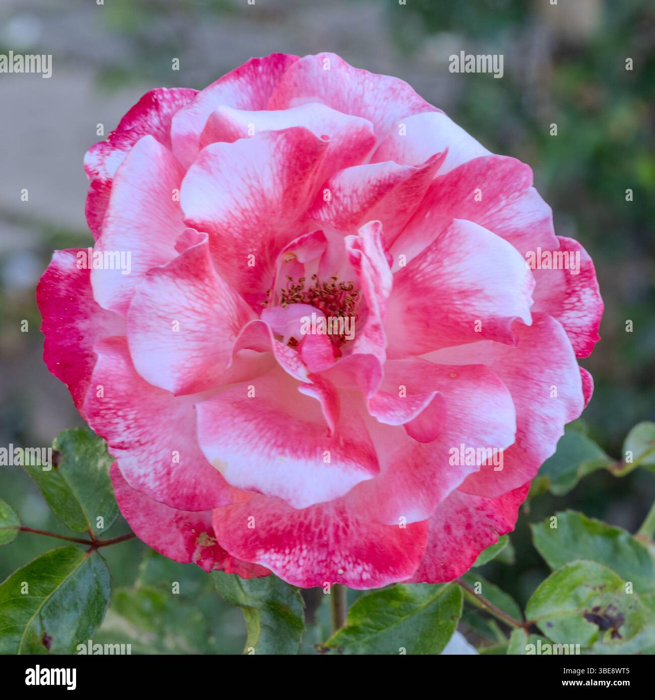 Red roses in Parc de Cervantes, Barcelona, Spain Stock Photo - Alamy