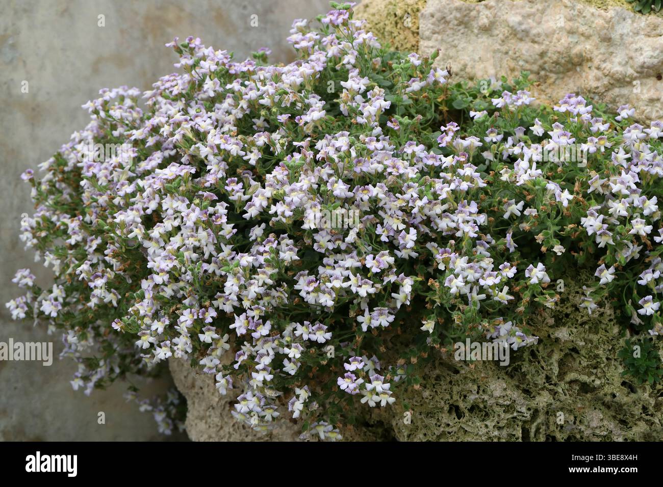 Striped snapdragon hi-res stock photography and images - Alamy