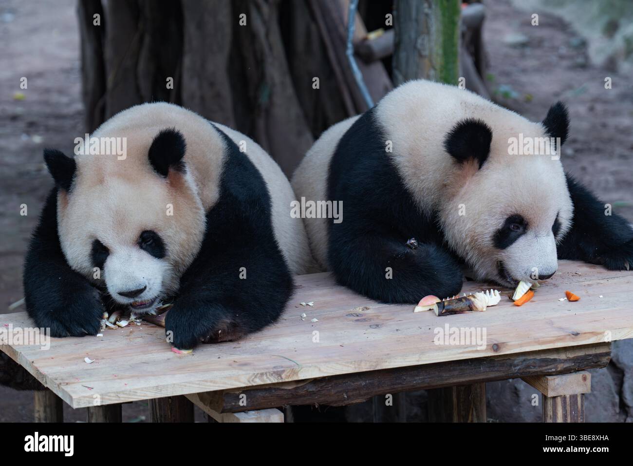 Giant pandas play at Chongqing Zoo, Chongqing, China, 24 May, 2025 ...