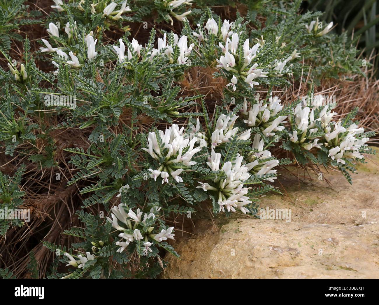 Goat's Thorn Milk Vetch, Great Goat's Thorn, Gum Tragacanth, Algave ...