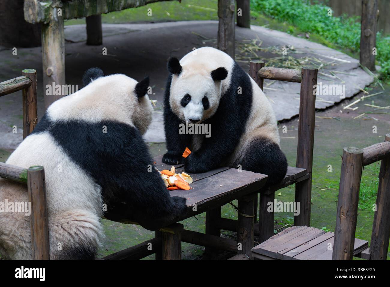 Giant pandas play at Chongqing Zoo, Chongqing, China, 24 May, 2025 ...