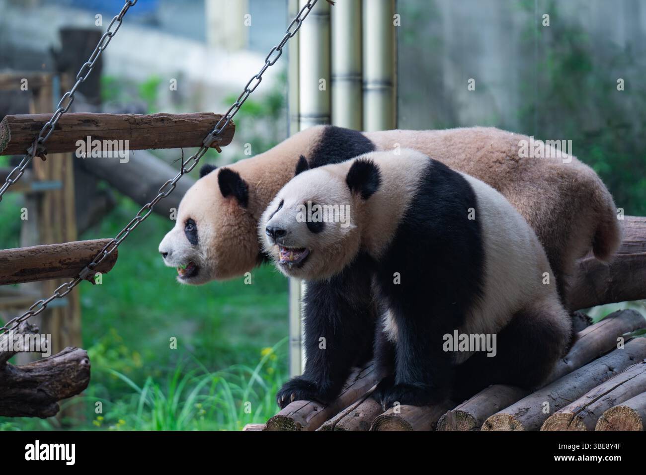 Giant pandas play at Chongqing Zoo, Chongqing, China, 24 May, 2025 ...