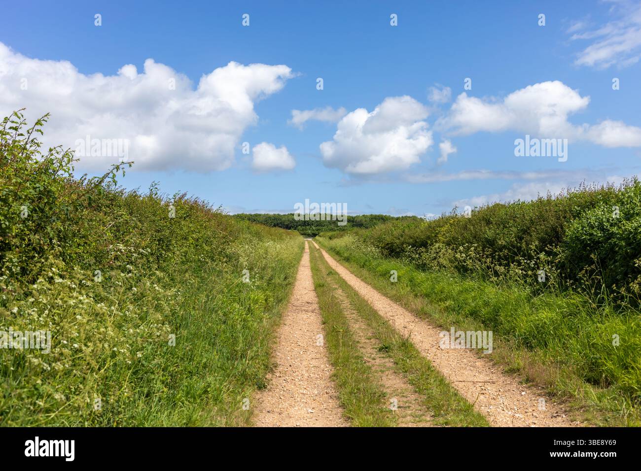 Bridleway known as Half Mile Drove near Shapwick. Dorset, England UK ...