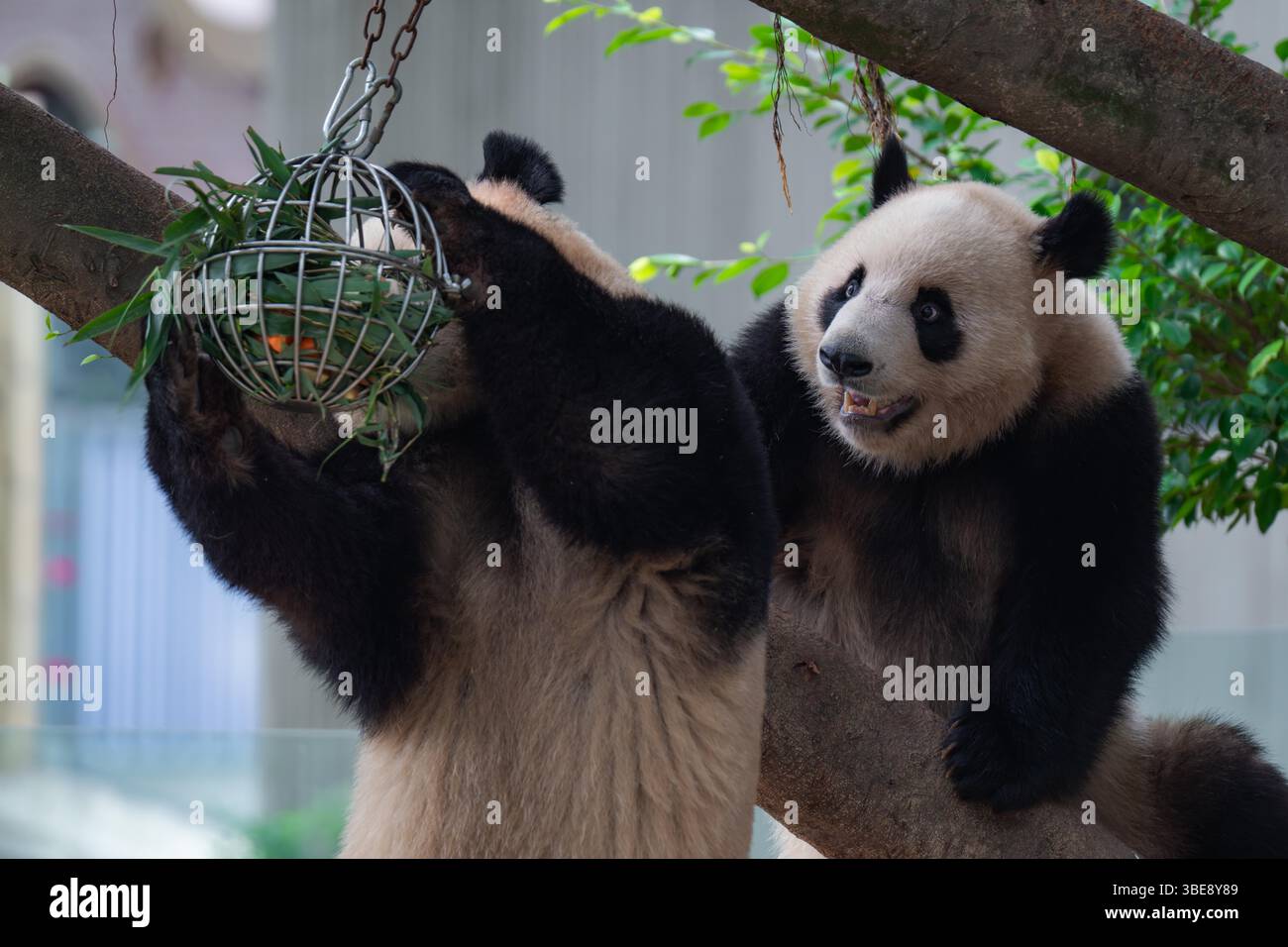 Giant pandas play at Chongqing Zoo, Chongqing, China, 24 May, 2025 ...
