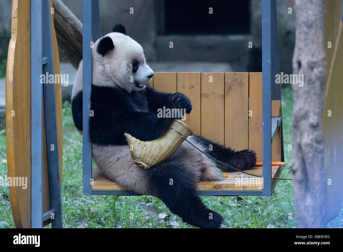 Giant pandas play at Chongqing Zoo, Chongqing, China, 24 May, 2025 ...