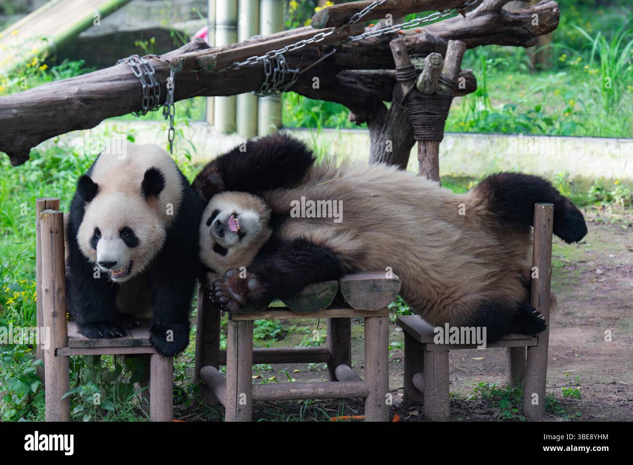 Giant pandas play at Chongqing Zoo, Chongqing, China, 24 May, 2025 ...