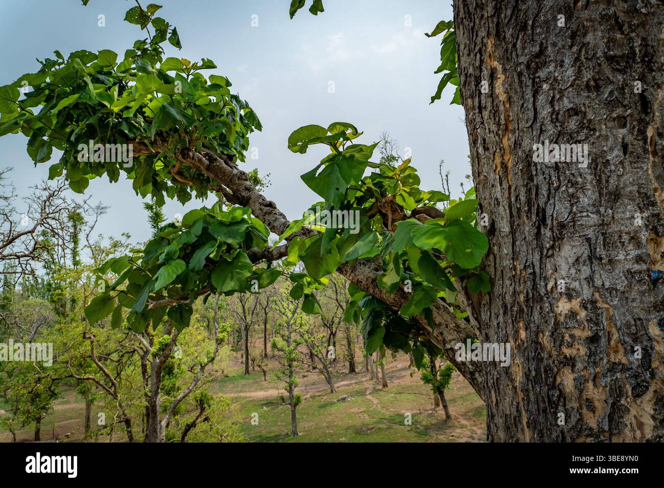Tectona grandis, the teak tree, thrives in Uttarakhand’s forests, known ...