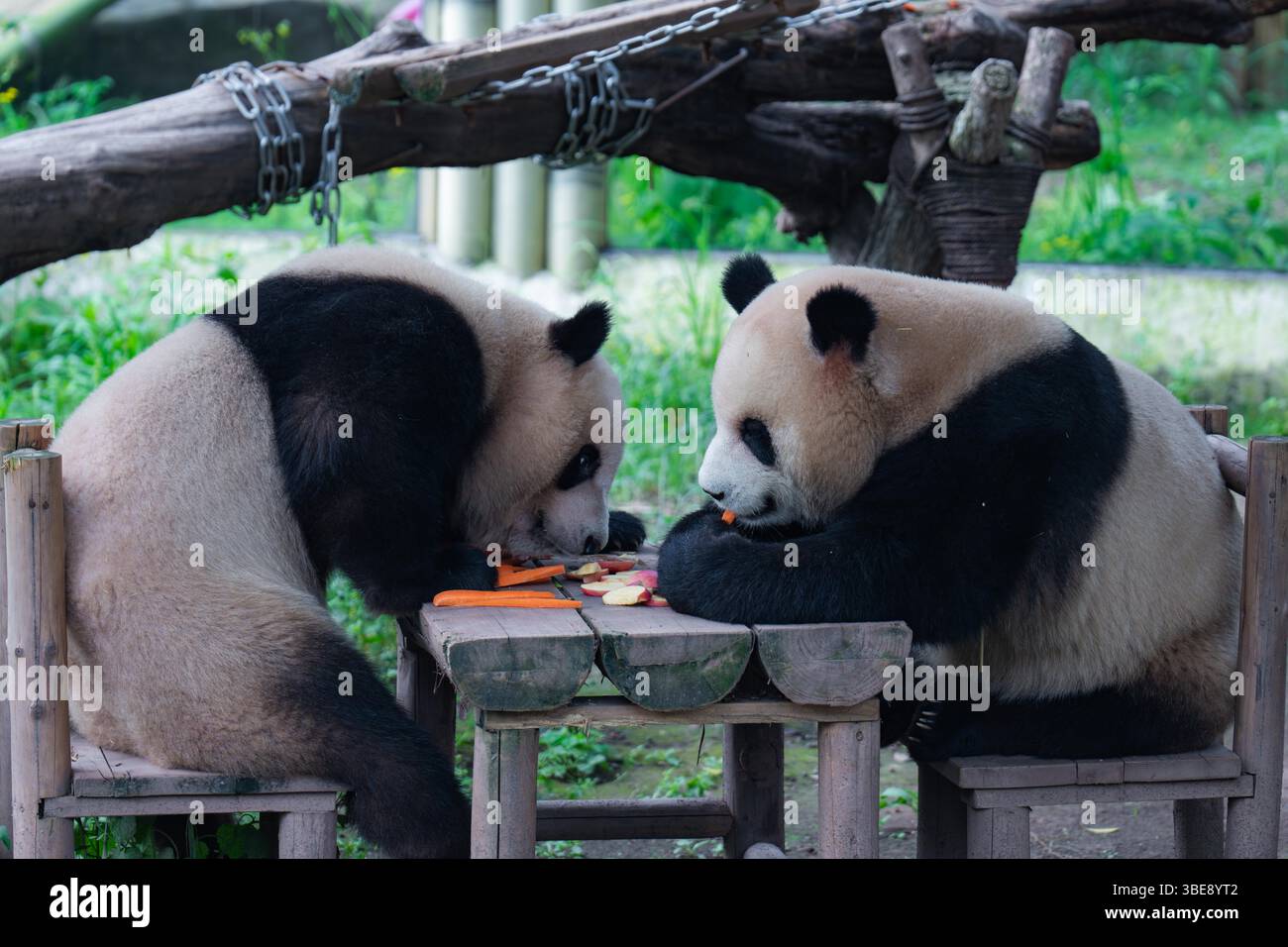 Giant pandas play at Chongqing Zoo, Chongqing, China, 24 May, 2025 ...