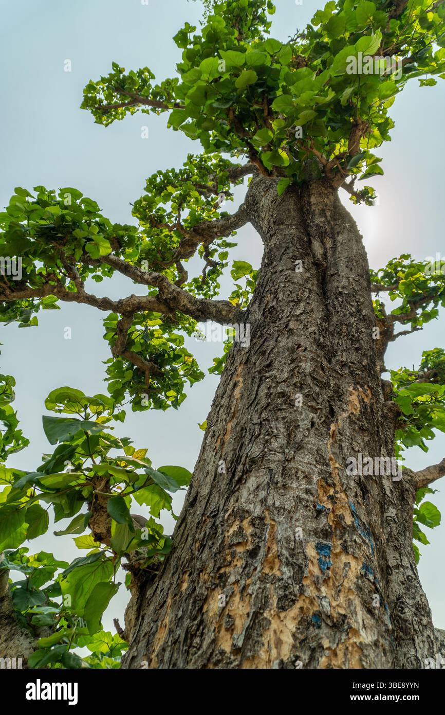 Tectona grandis, the teak tree, thrives in Uttarakhand’s forests, known ...