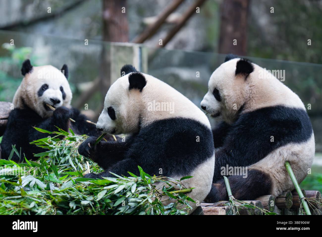 Giant pandas play at Chongqing Zoo, Chongqing, China, 24 May, 2025 ...
