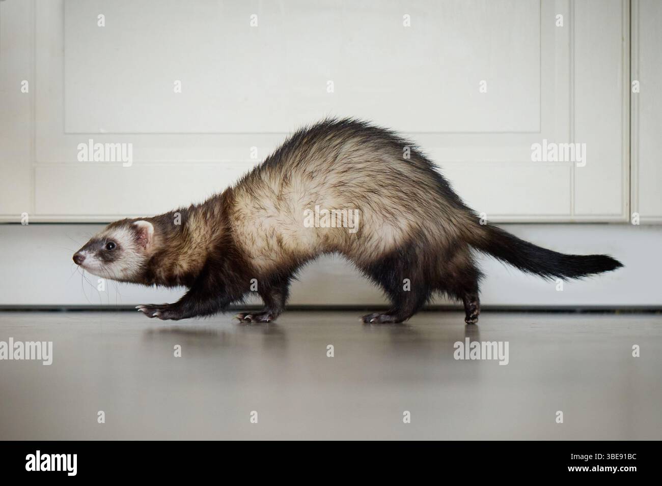 Ferret weasel mustela run in hi-res stock photography and images - Alamy