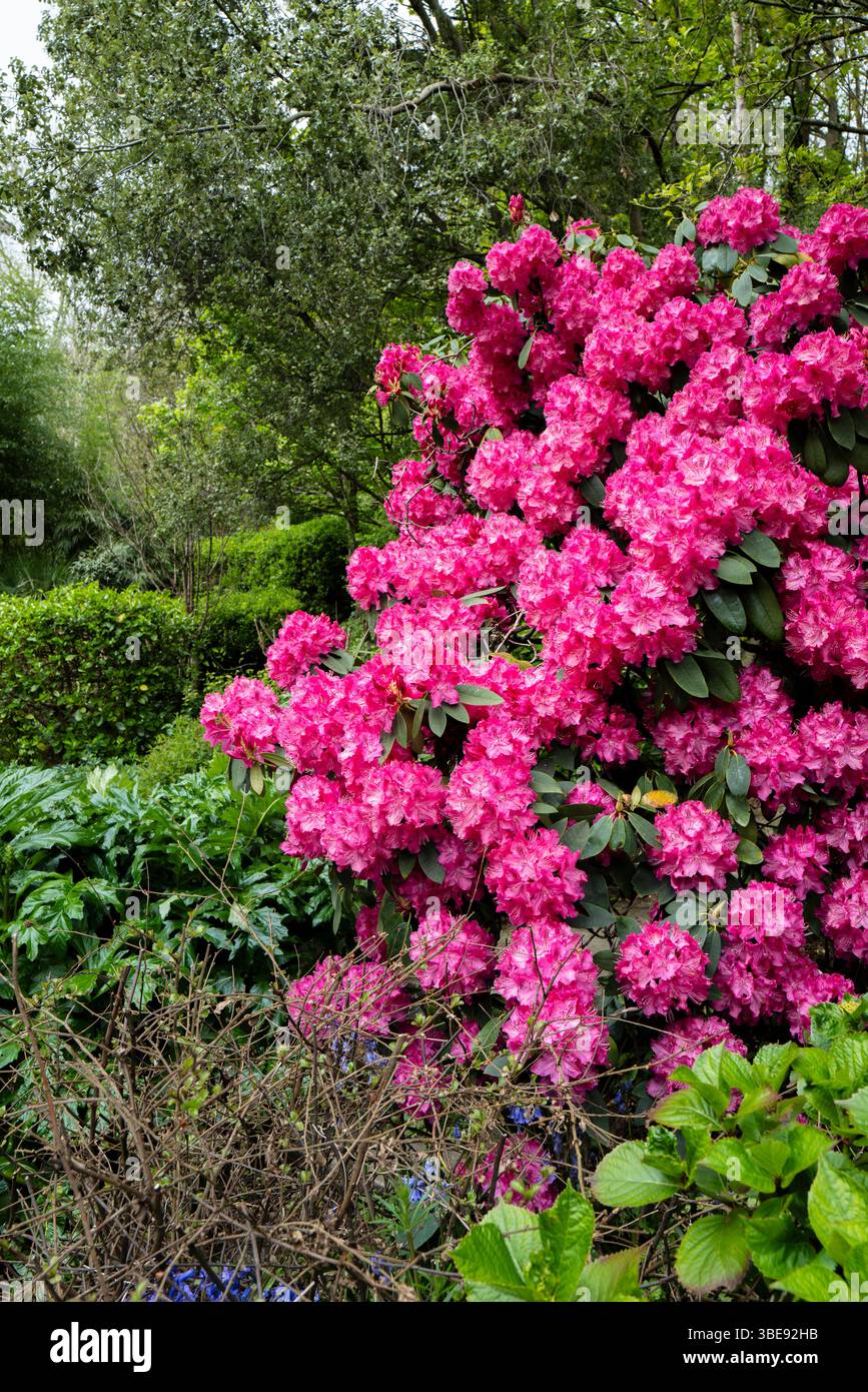 The vibrant colour color of the blooms flowers of a Hydrangea shrub ...