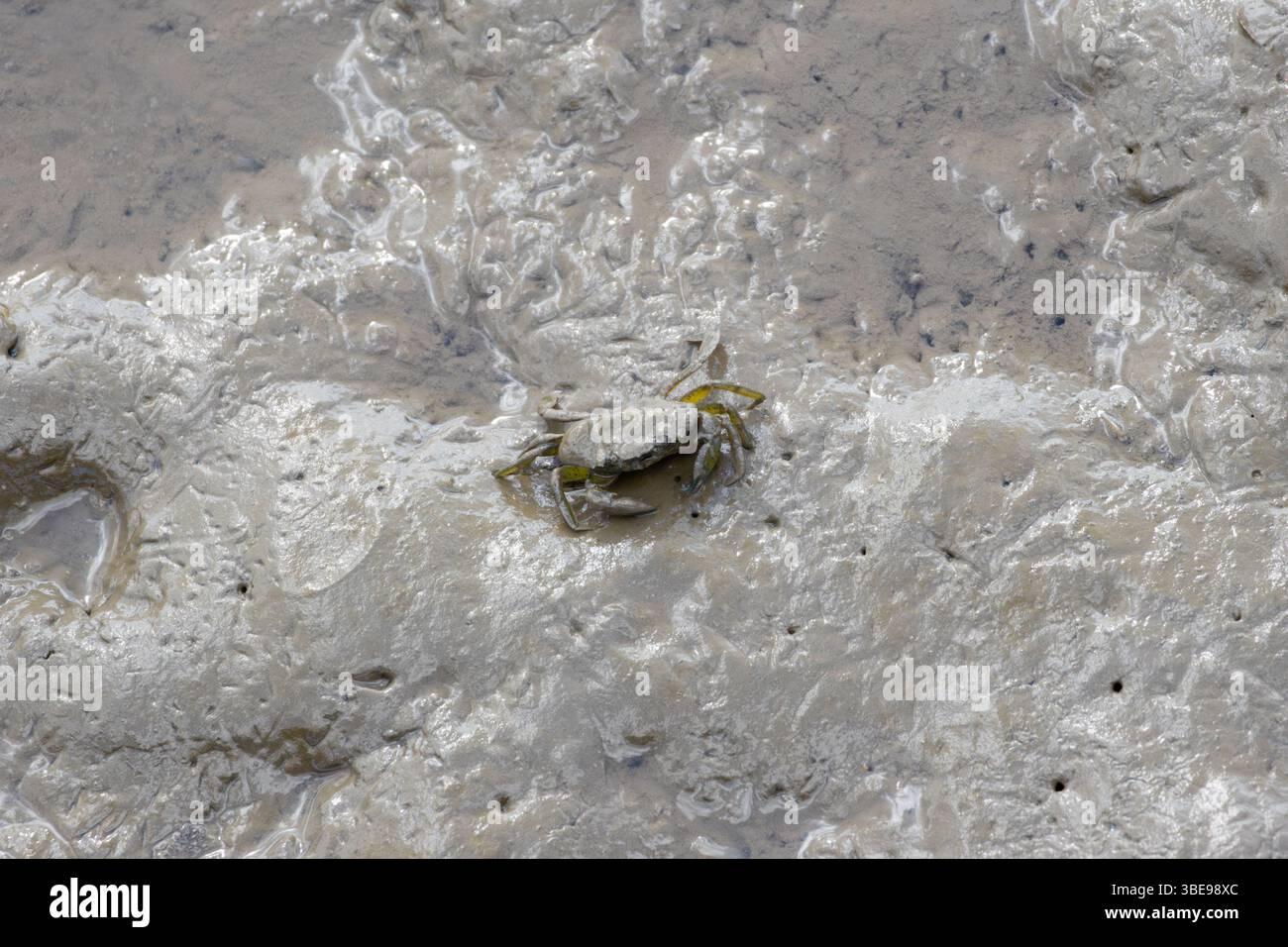 European green crab walking on the mud in tagus river, lisbon, portugal ...