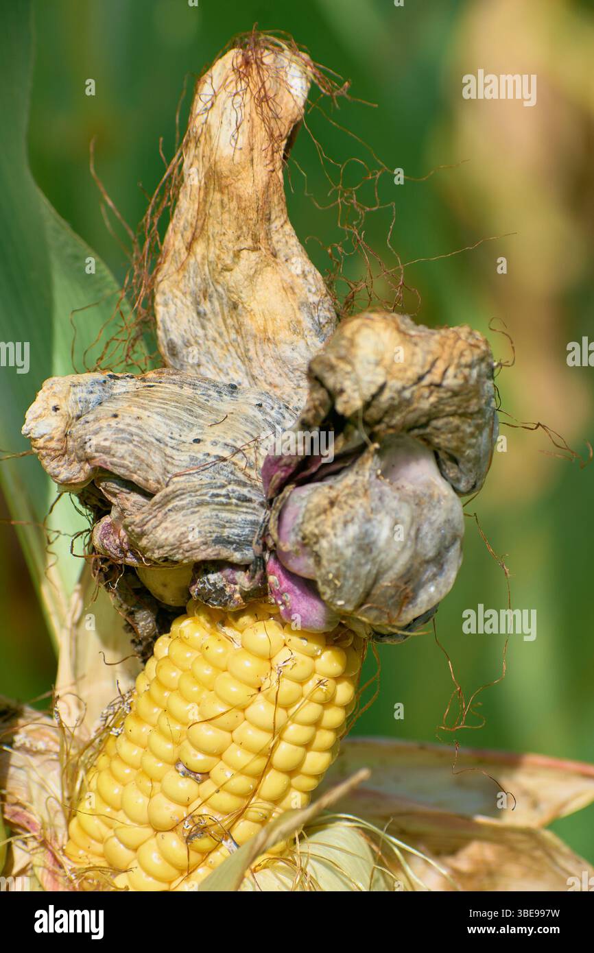 Corn cob diseases in a corn plantation in Romania Stock Photo - Alamy