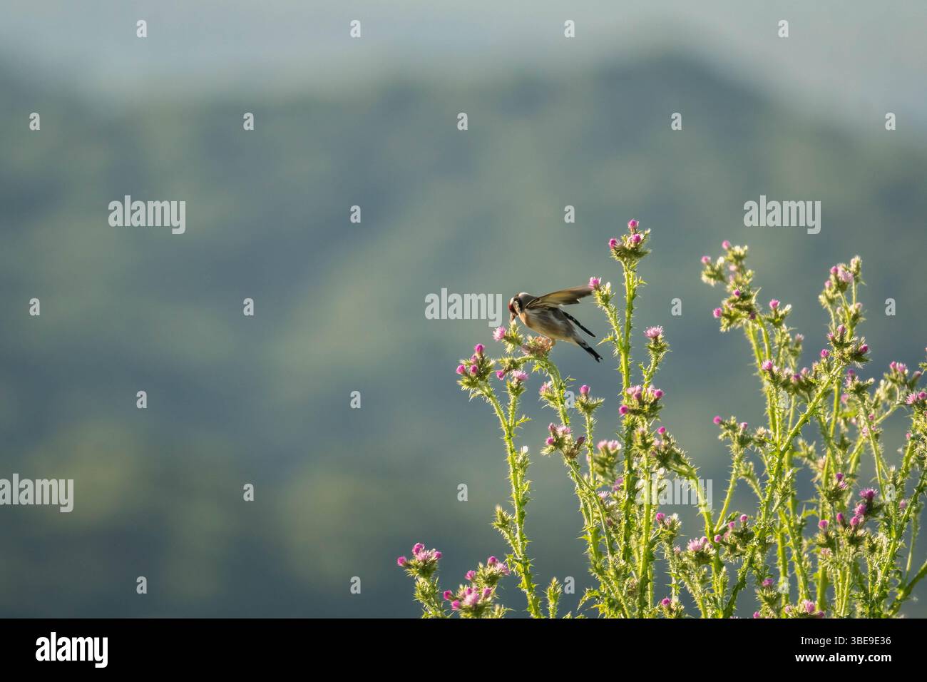 Goldfinch (Carduelis carduelis) feeding on seeds from a flowering ...