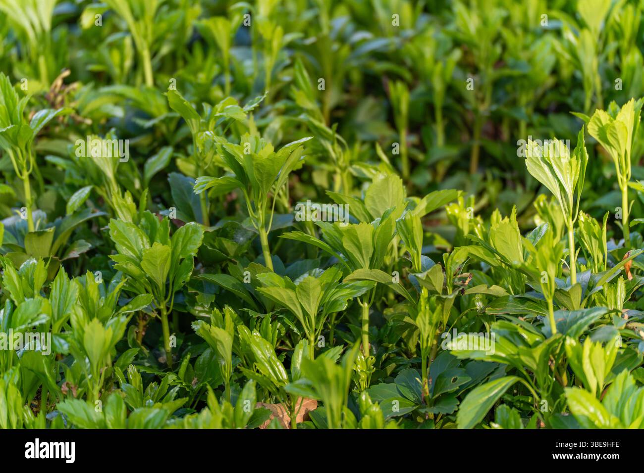 Fresh green shoots of ground cover plants stand close together. The ...