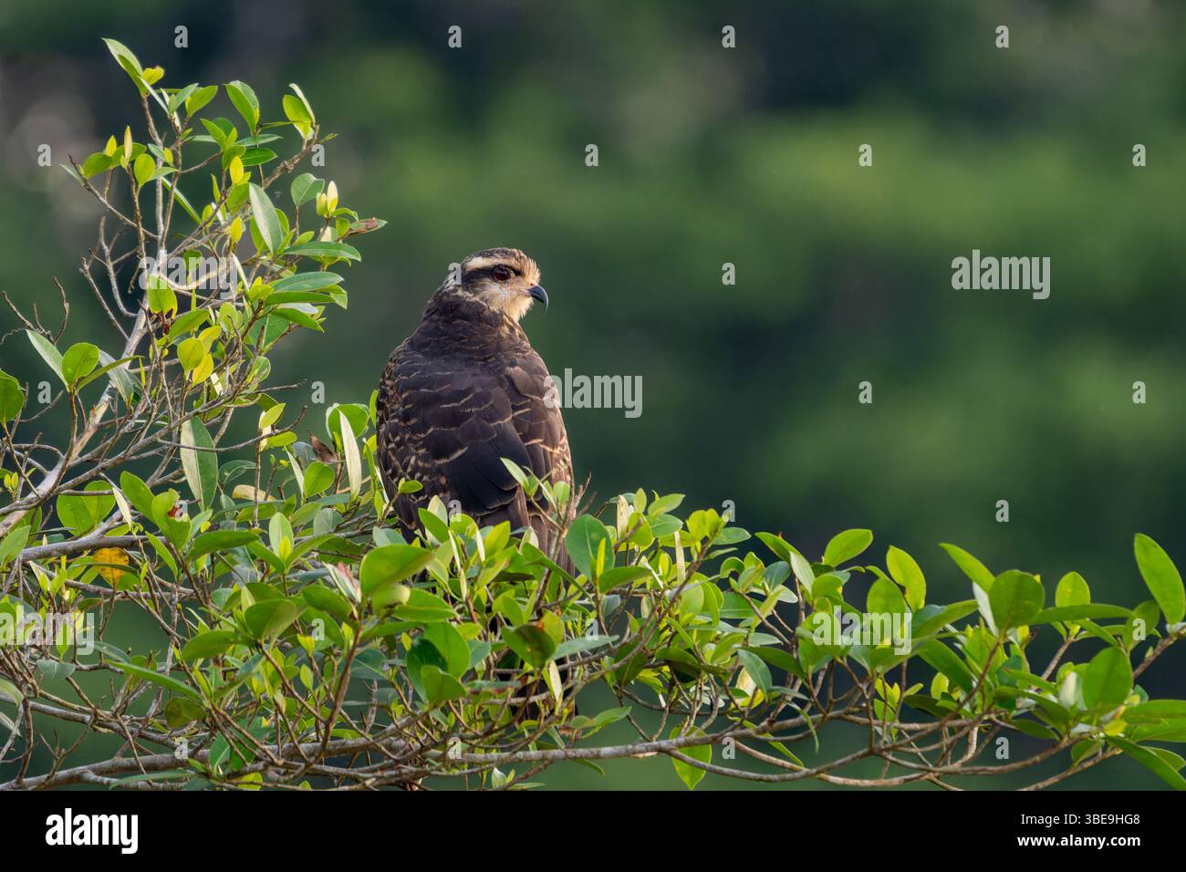 An immature or female Snail Kite in a tree in the Napo Wildlife Center ...