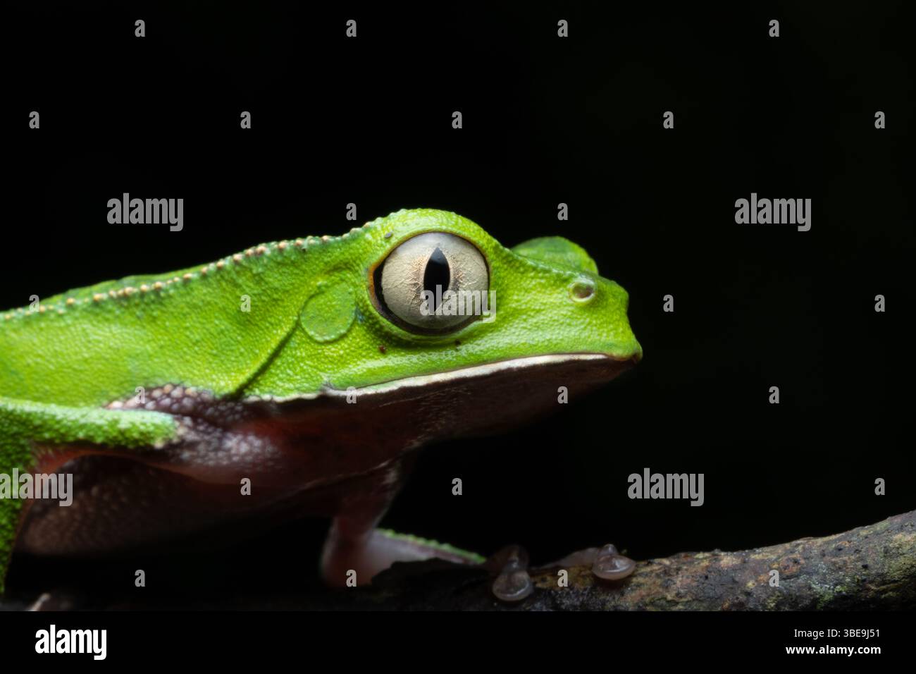 A White-lined Leaf Frog, Phyllomedusa vaillantii, in the Napo River ...