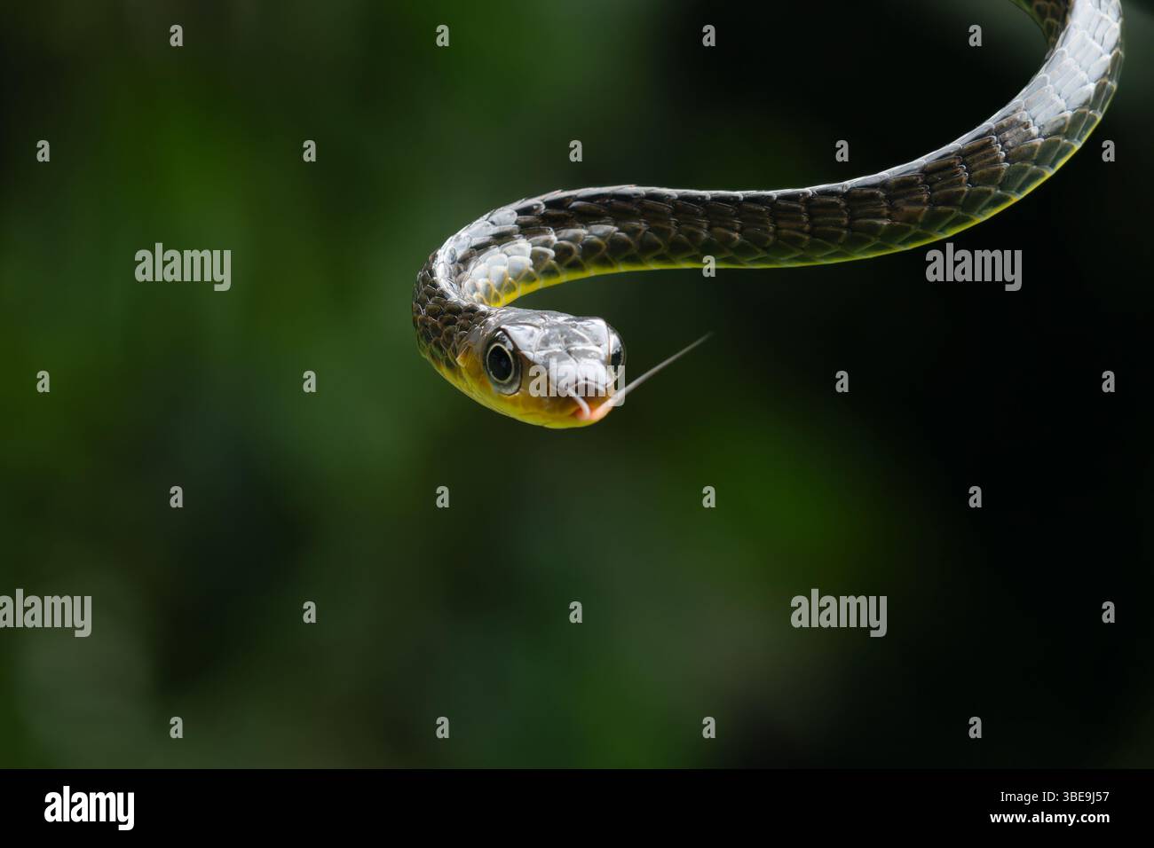 A Long-tailed Whipsnake, Chironius multiventris, flicking its tongue in ...