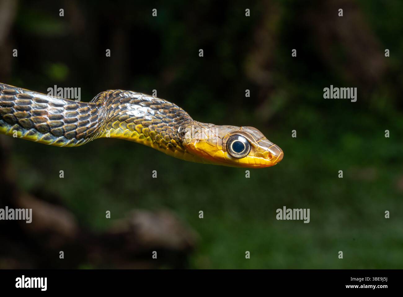 A Long-tailed Whipsnake, Chironius multiventris, in the rainforest of ...