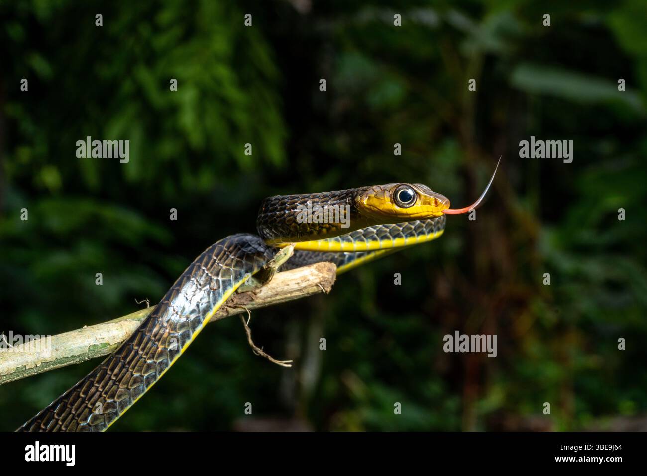 A Long-tailed Whipsnake, Chironius multiventris, flicking its tongue in ...