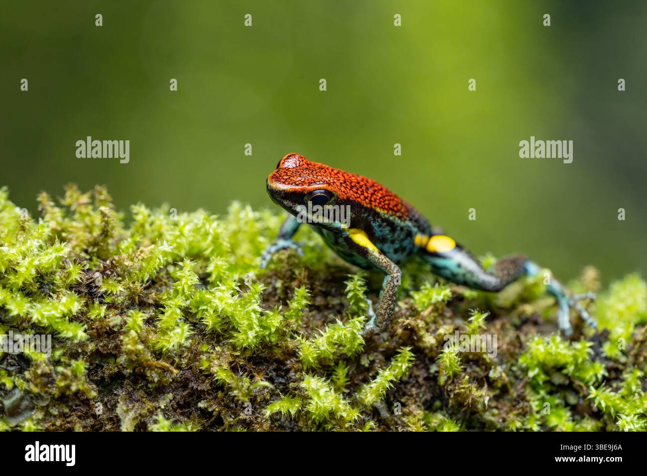 An Ecuador Poison Frog, Ameerega bilinguis, in the Napo River Basin in ...