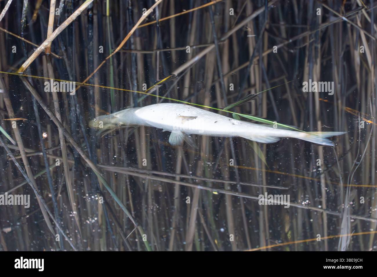 Close-up of the dead fish. The close-up shows details of the dead fish ...