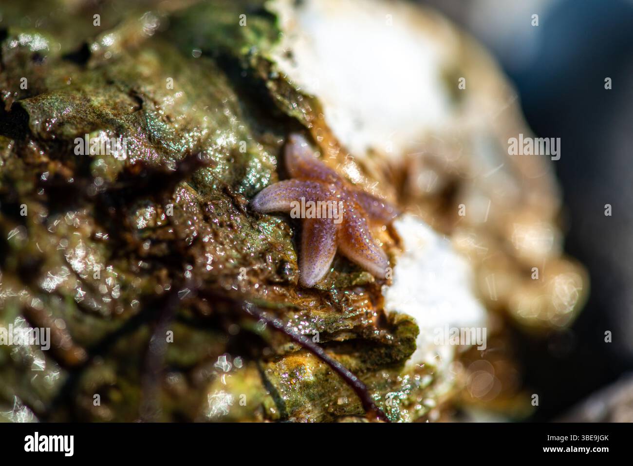 A detailed close-up of a marine shell encrusted with a rich community ...