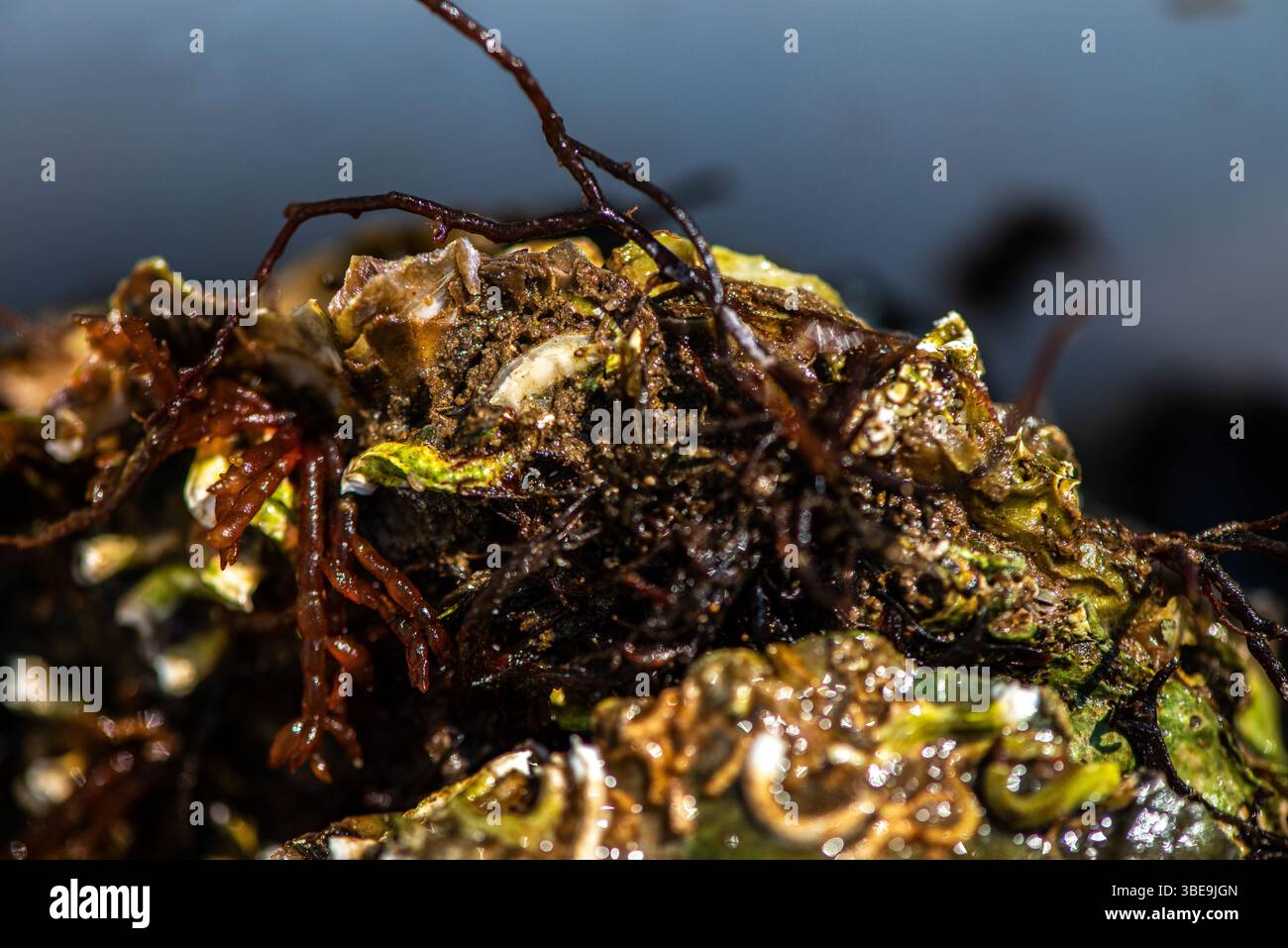 A detailed close-up of a marine shell encrusted with a rich community ...