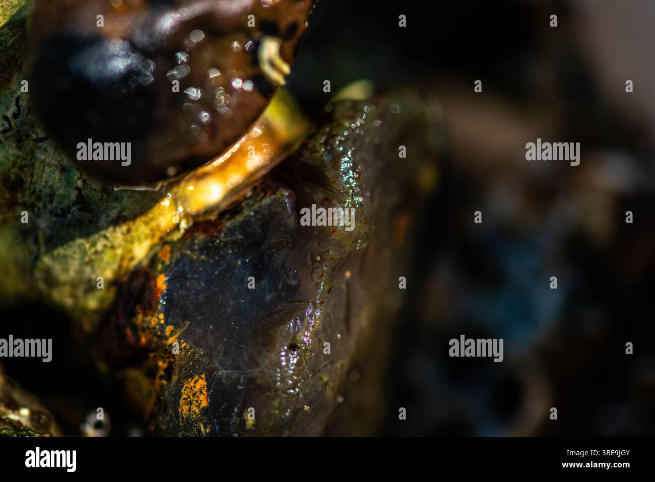 A detailed close-up of a marine shell encrusted with a rich community ...