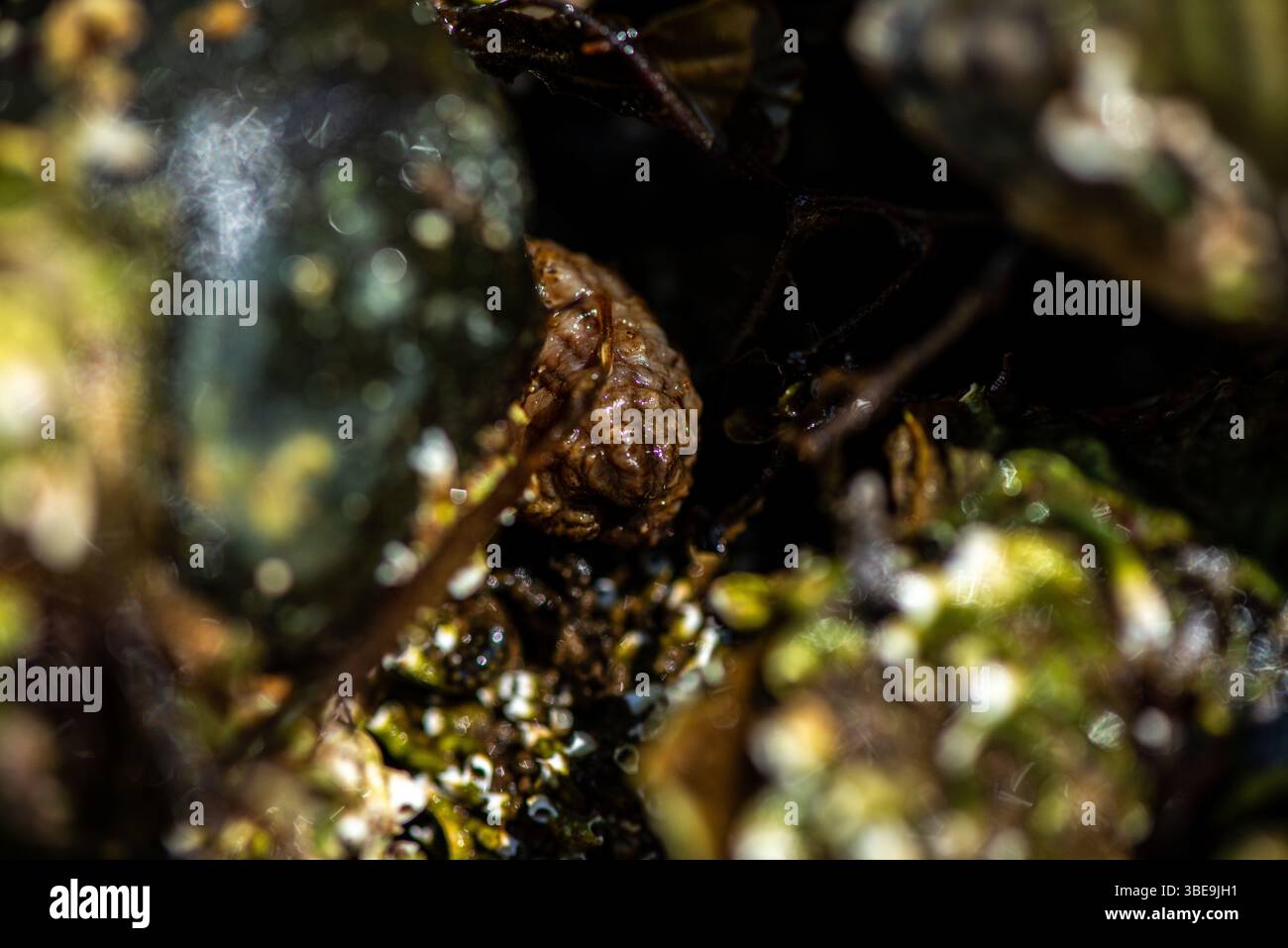 A detailed close-up of a marine shell encrusted with a rich community ...