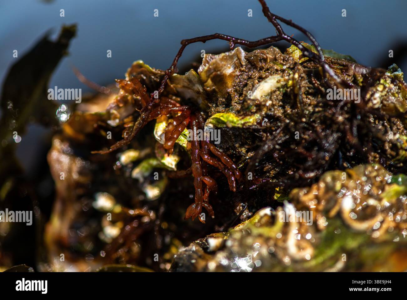 A detailed close-up of a marine shell encrusted with a rich community ...