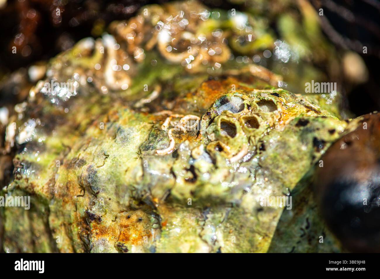 A detailed close-up of a marine shell encrusted with a rich community ...